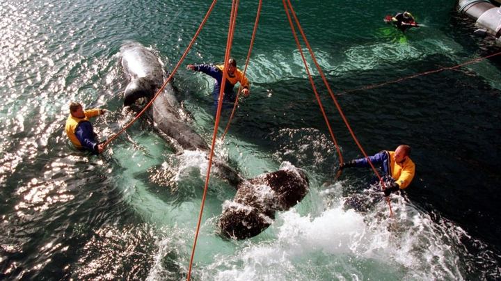 Keiko, la orca que vivió una década en la Ciudad en la México