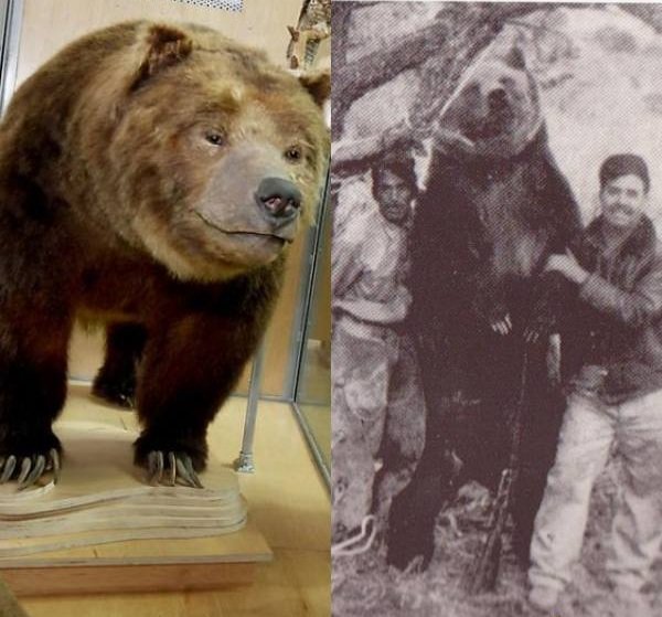 Trágica y magistral: la historia del oso pardo mexicano