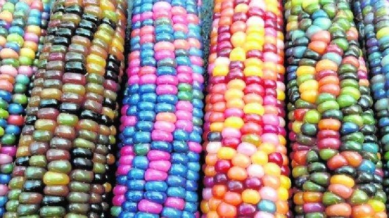 Maíz Gema de Cristal, la mazorca con granos de colores traslúcidos cherokee