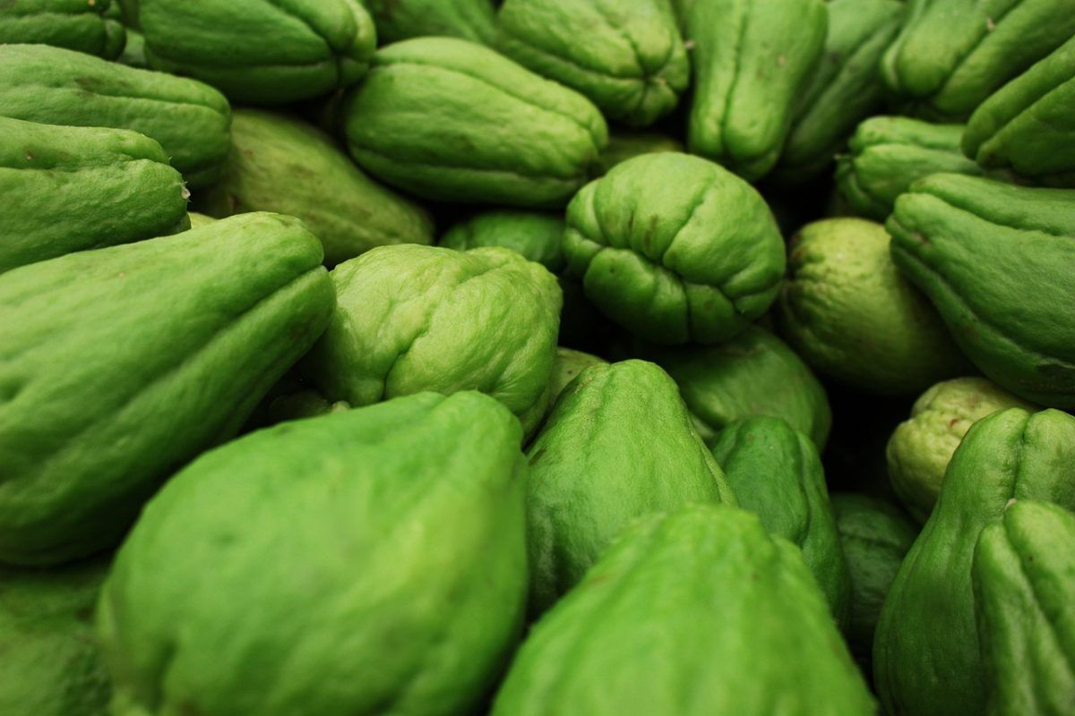 Chayote: la hortaliza prehispánica que conquistó al mundo con sus ...