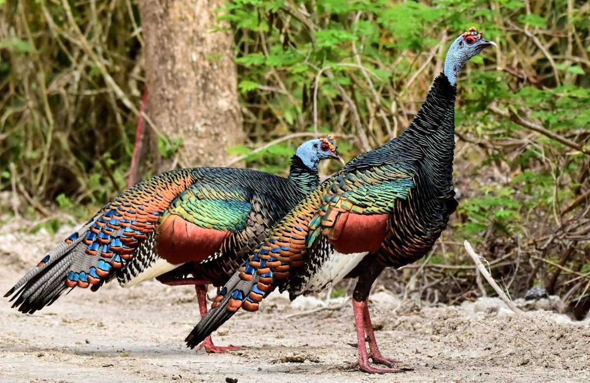 El mito maya del pavo ocelado, un animal venerado tanto como el jaguar ...