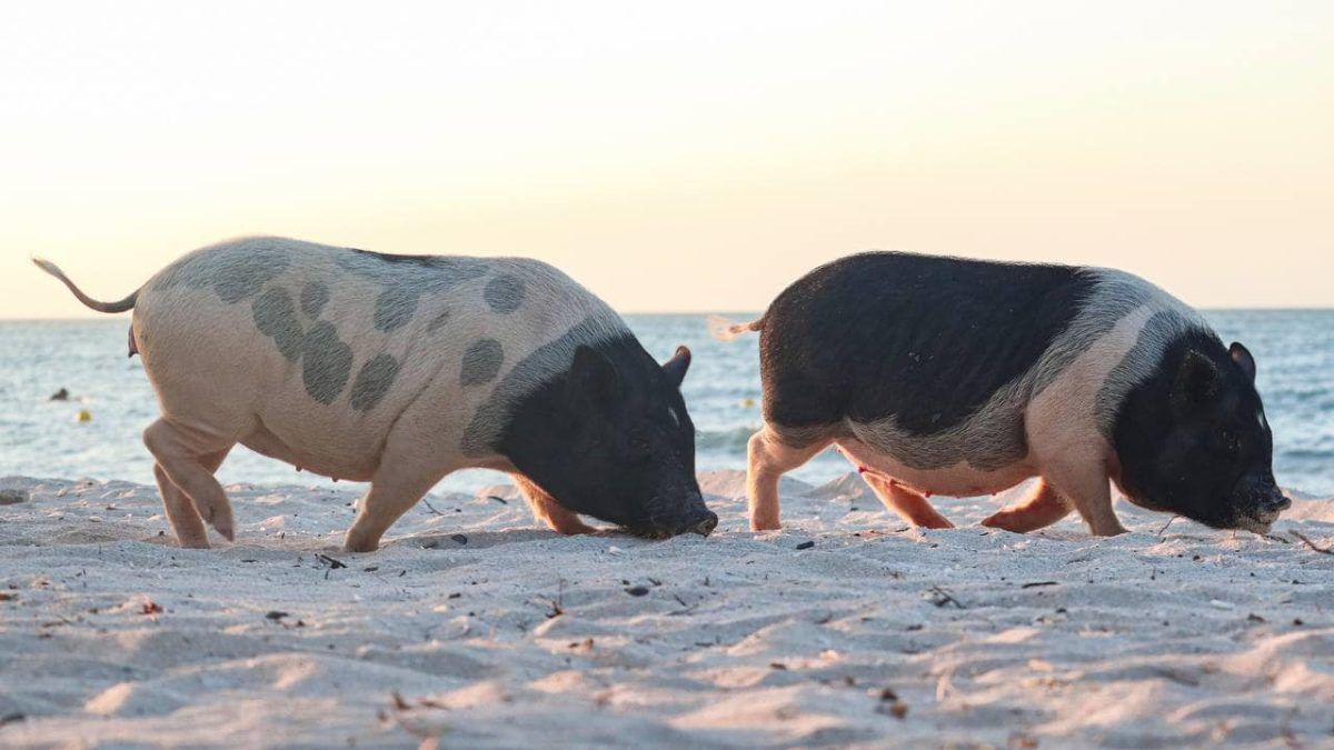 Pig Beach, la tierna experiencia de nadar con mini pigs en Progreso ...
