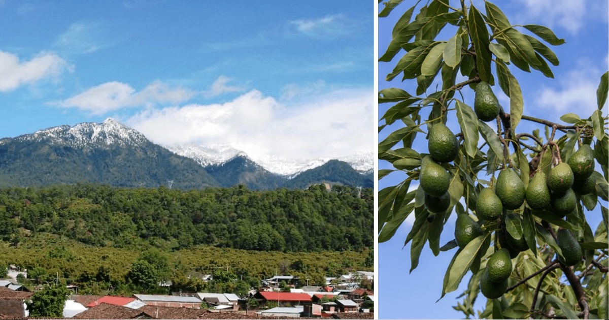 Tancítaro la ciudad michoacana que le rinde tributo al aguacate