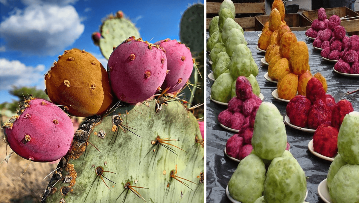 Variedades De Cactus De Tuna
