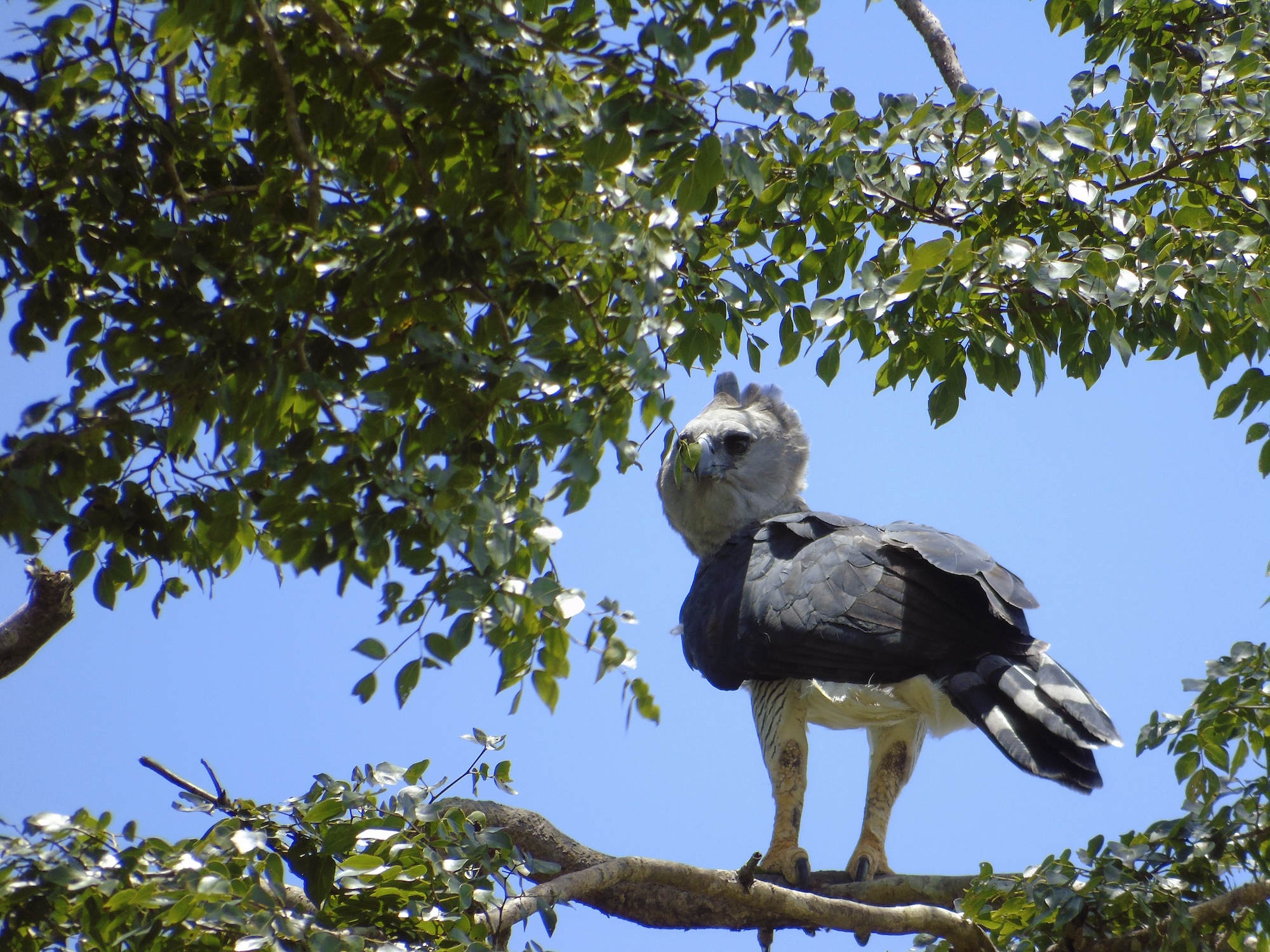 Reaparece en México el águila arpía, especie que se creía extinta