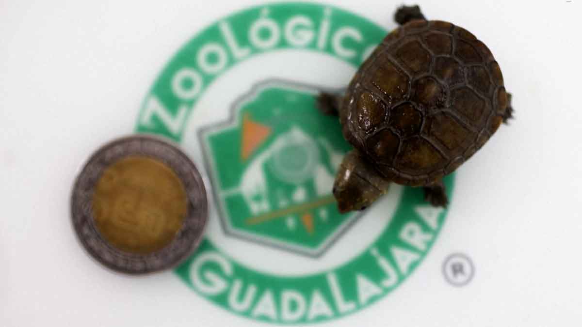 En México nace la tortuguita más pequeña del mundo, mide menos de 10 cm