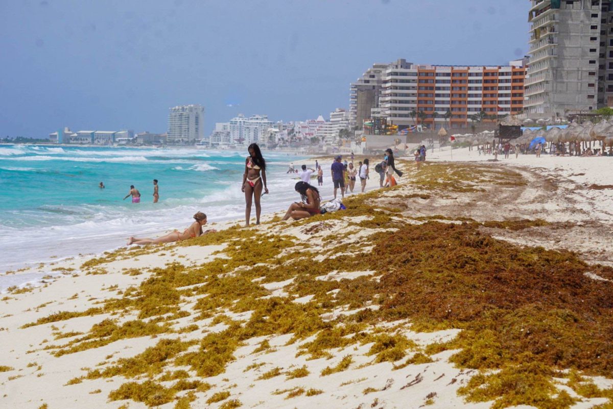 La plaga del sargazo podría revolucionar el futuro de las televisiones