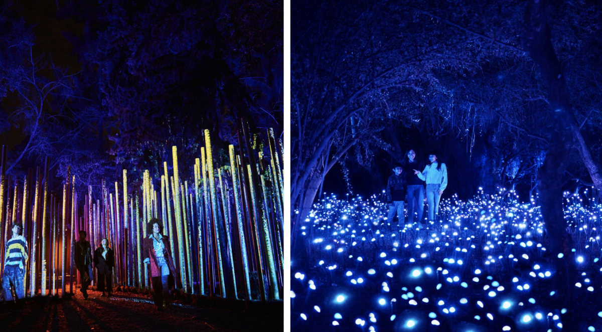 Light Cycles, un recorrido inmersivo de luces, música y naturaleza en ...