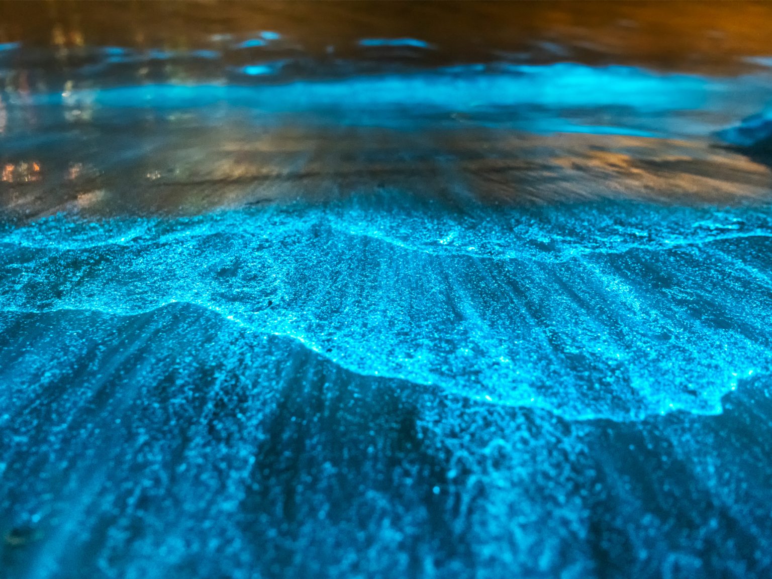 Este es el mar que brilla en Yucatán: magia pura bajo la luna
